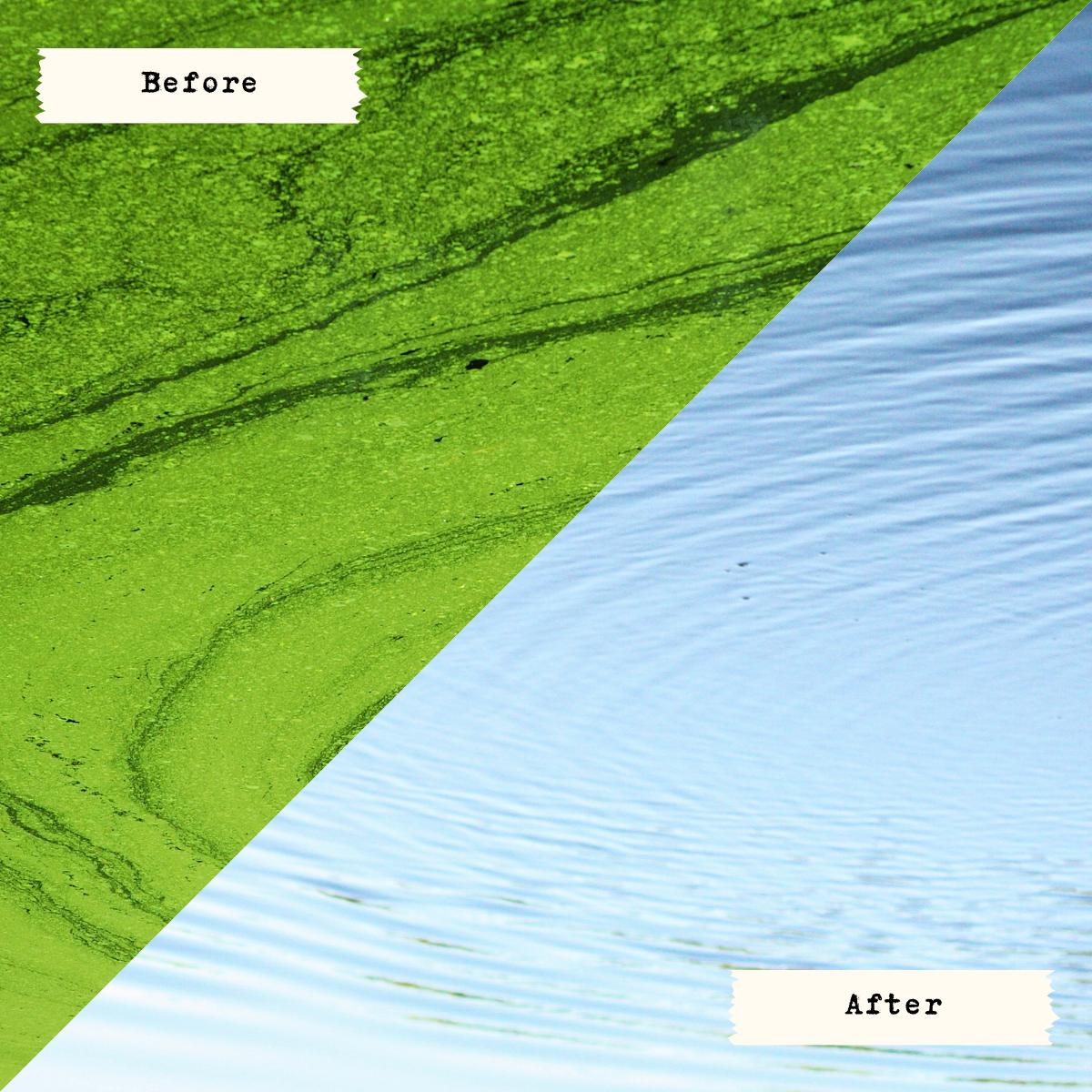 Algae Control - Ultra-Archaea